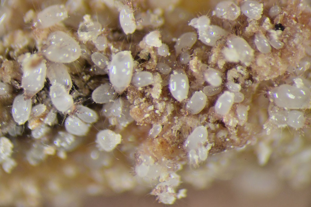 Leeser & Will – Schädlingsbekämpfung GmbH leeser-und-will-mehlmilbe ...